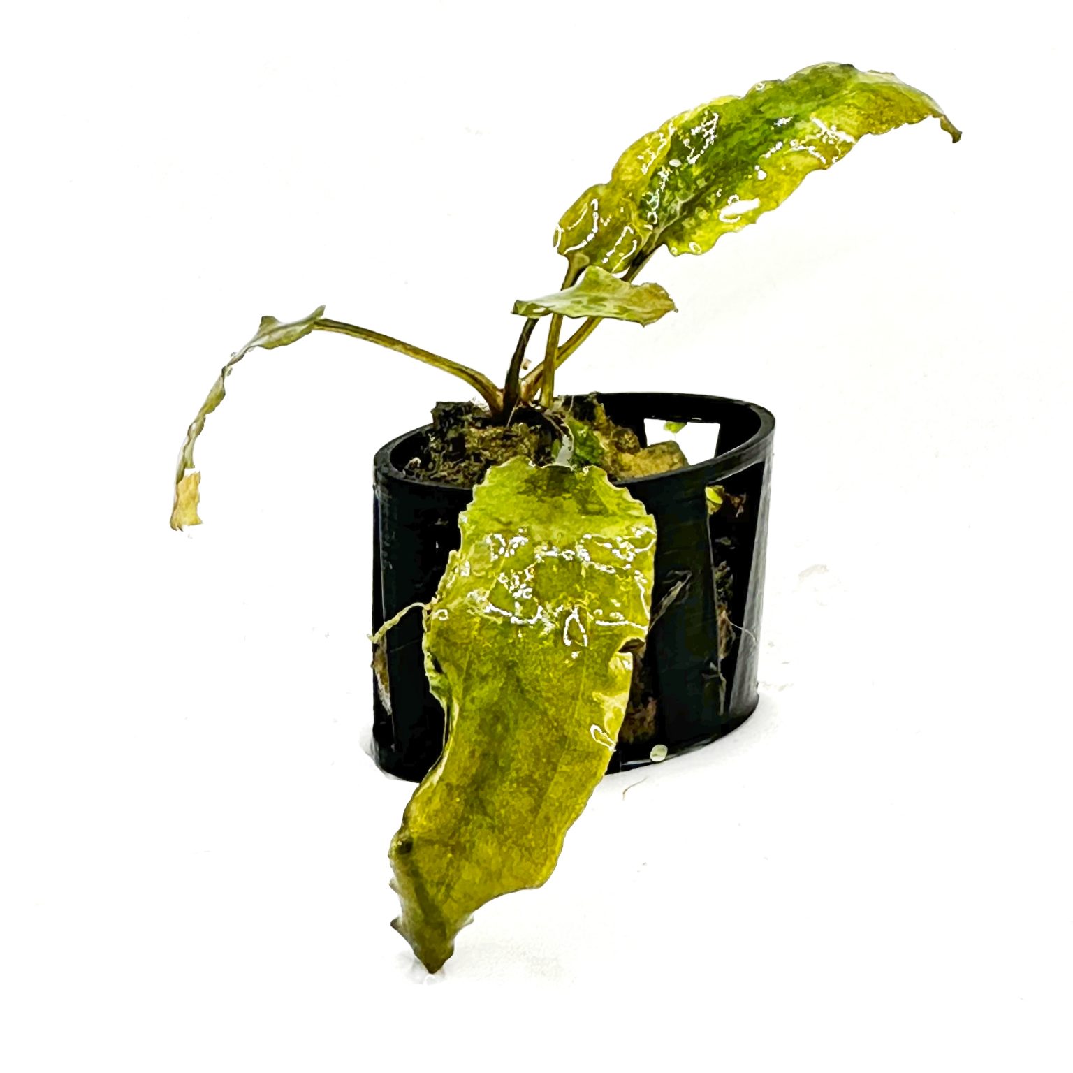 The Secret to Growing Cryptocoryne wendtii ‘Mi Oya’ — Healthy Leaves ...